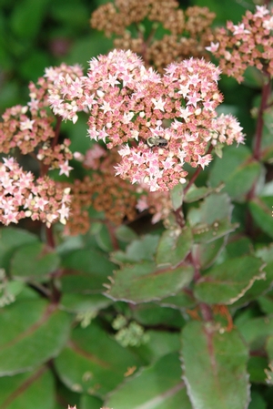 Sedum 'Matrona' Stonecrop from North Creek Nurseries