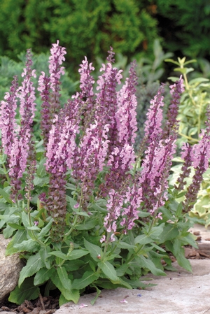 Salvia nemorosa Sensation® Medium Deep Rose garden sage from North ...