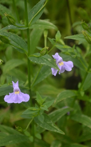 Mimulus ringens Allegheny monkeyflower from North Creek Nurseries