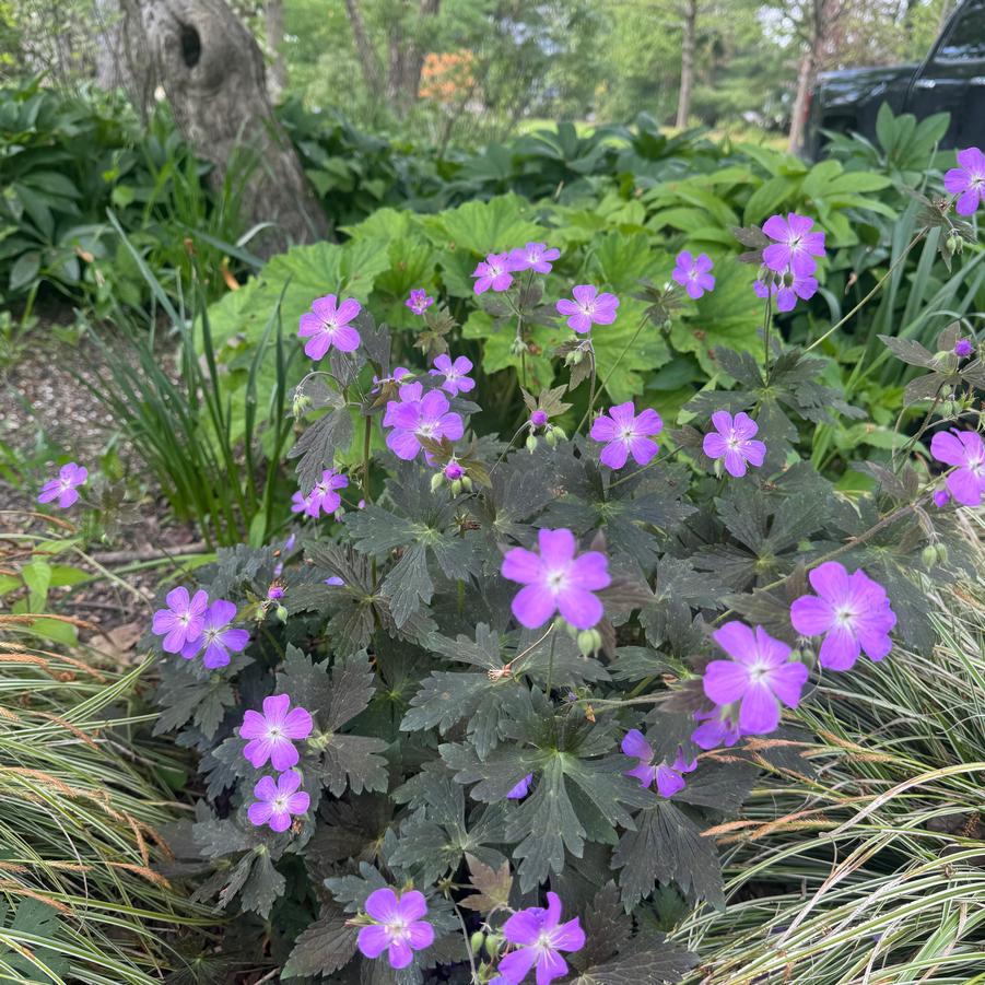 Geranium maculatum 'Dark Roast' cranesbill from North Creek Nurseries