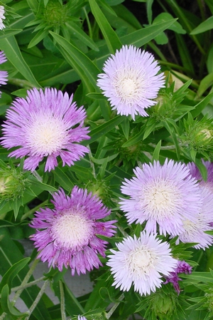 Stokesia 'Colorwheel' Stokes' aster from North Creek Nurseries
