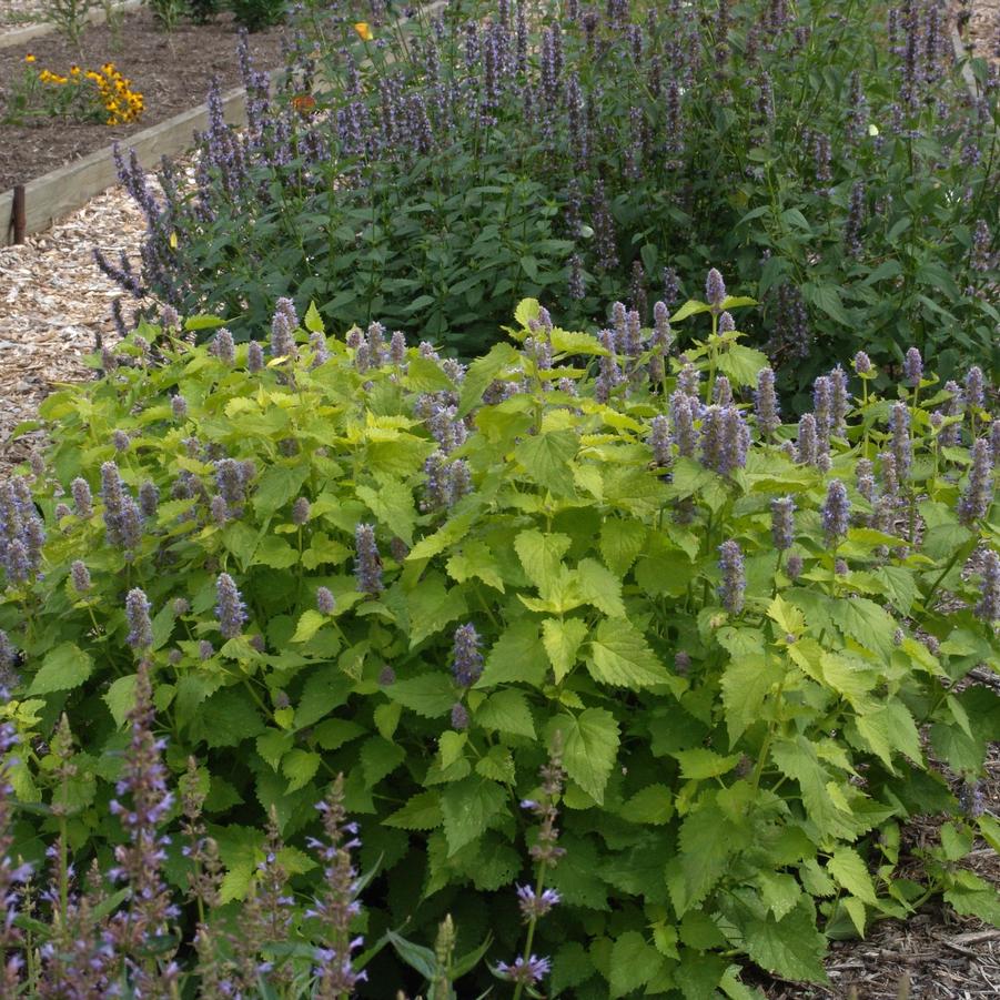 Agastache Golden Jubilee