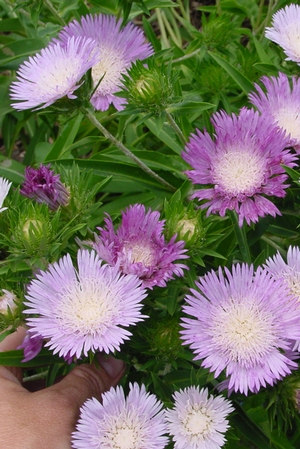 Stokesia 'Colorwheel' Stokes' aster from North Creek Nurseries