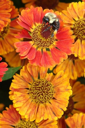 Helenium autumnale Mariachi™ 'Salsa' sneezeweed from North Creek Nurseries