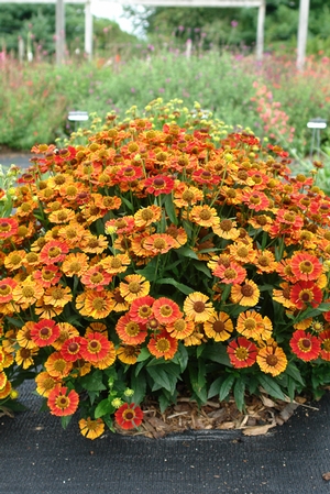 Helenium autumnale Mariachi™ 'Salsa' sneezeweed from North Creek Nurseries