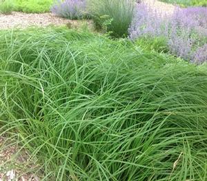 North Creek Nurseries